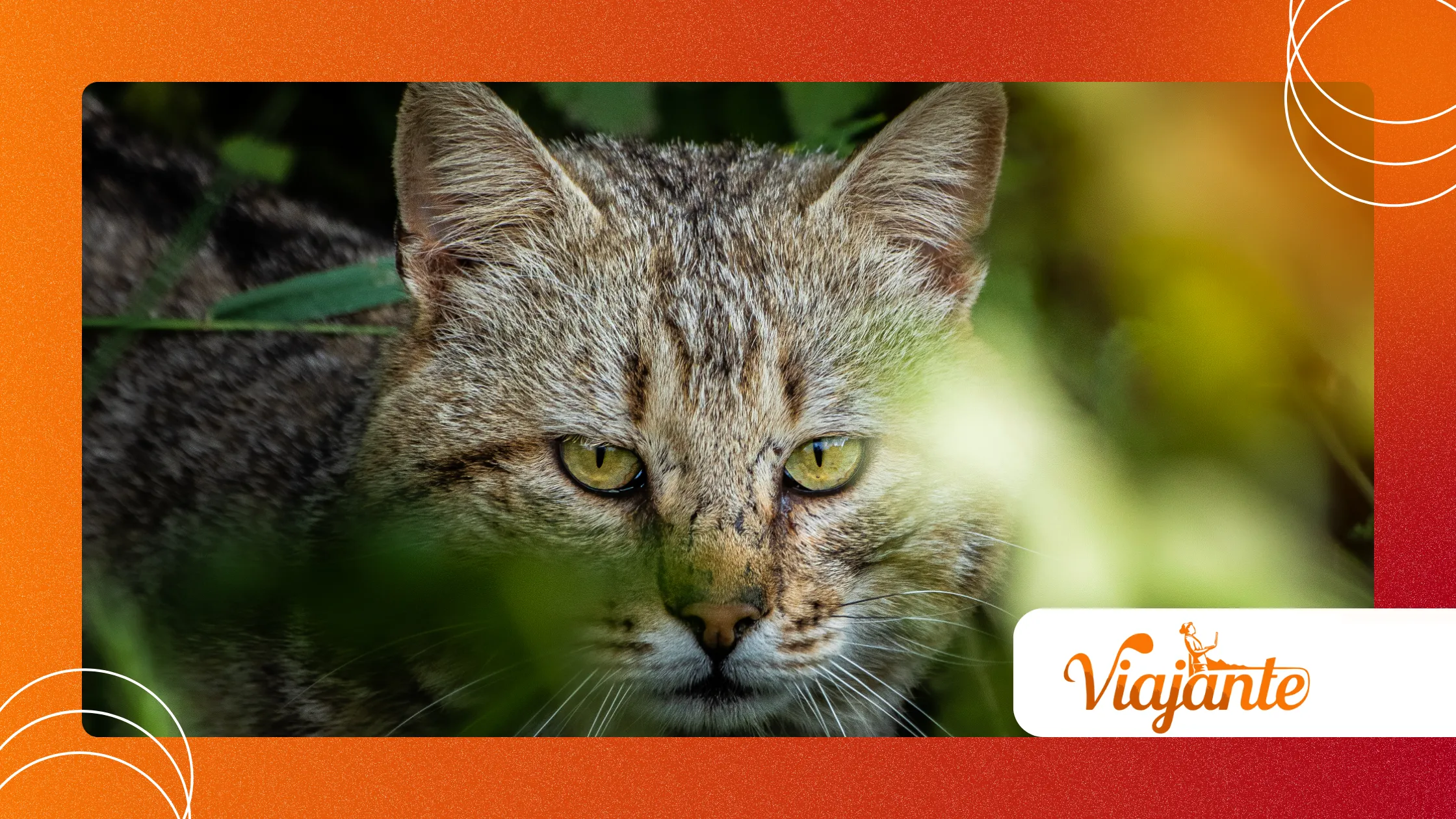 Animal Instincts: Innate Behaviors and Learned Actions