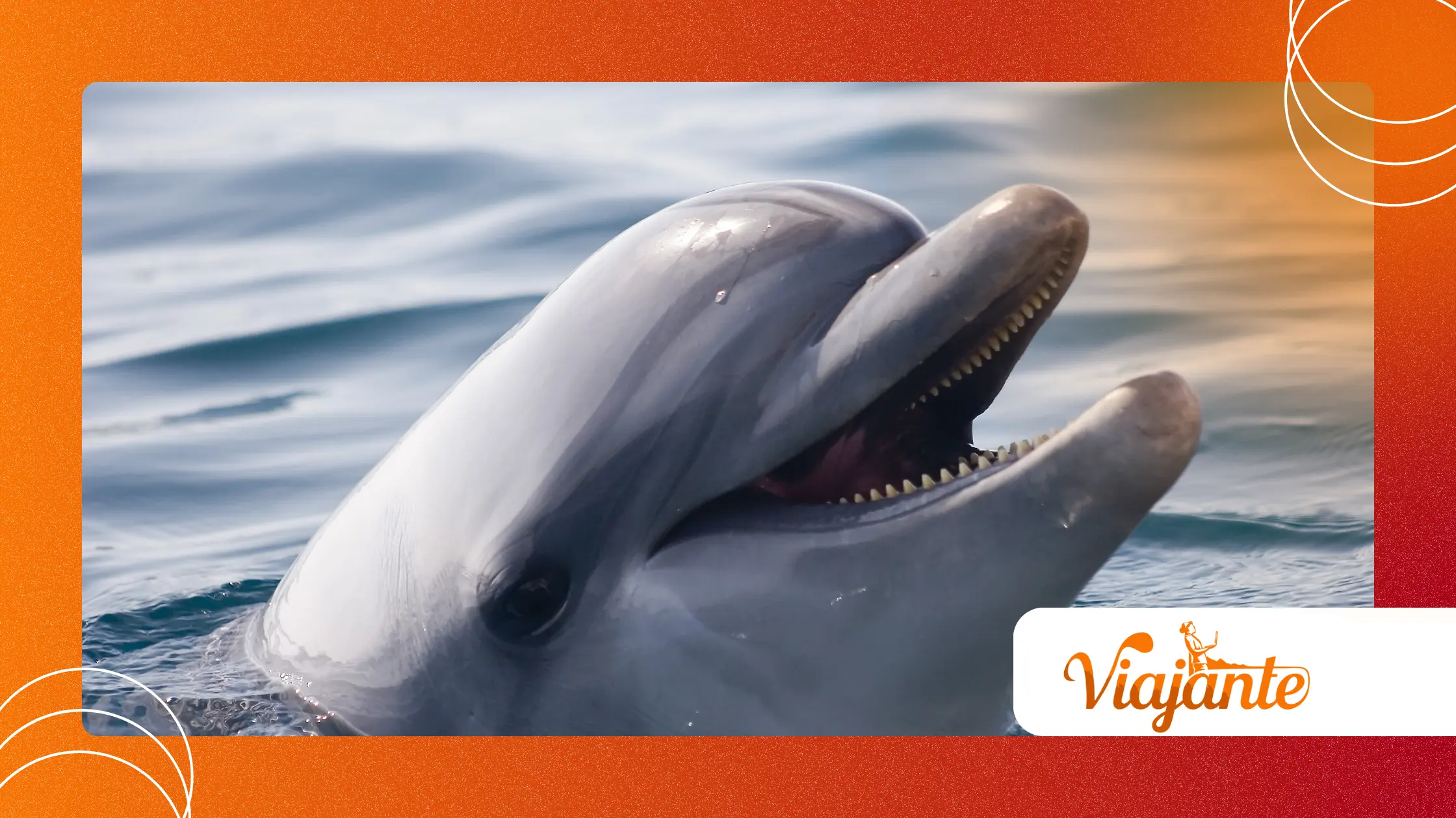 The 5 Most Intelligent Animals in the World - viajantenet