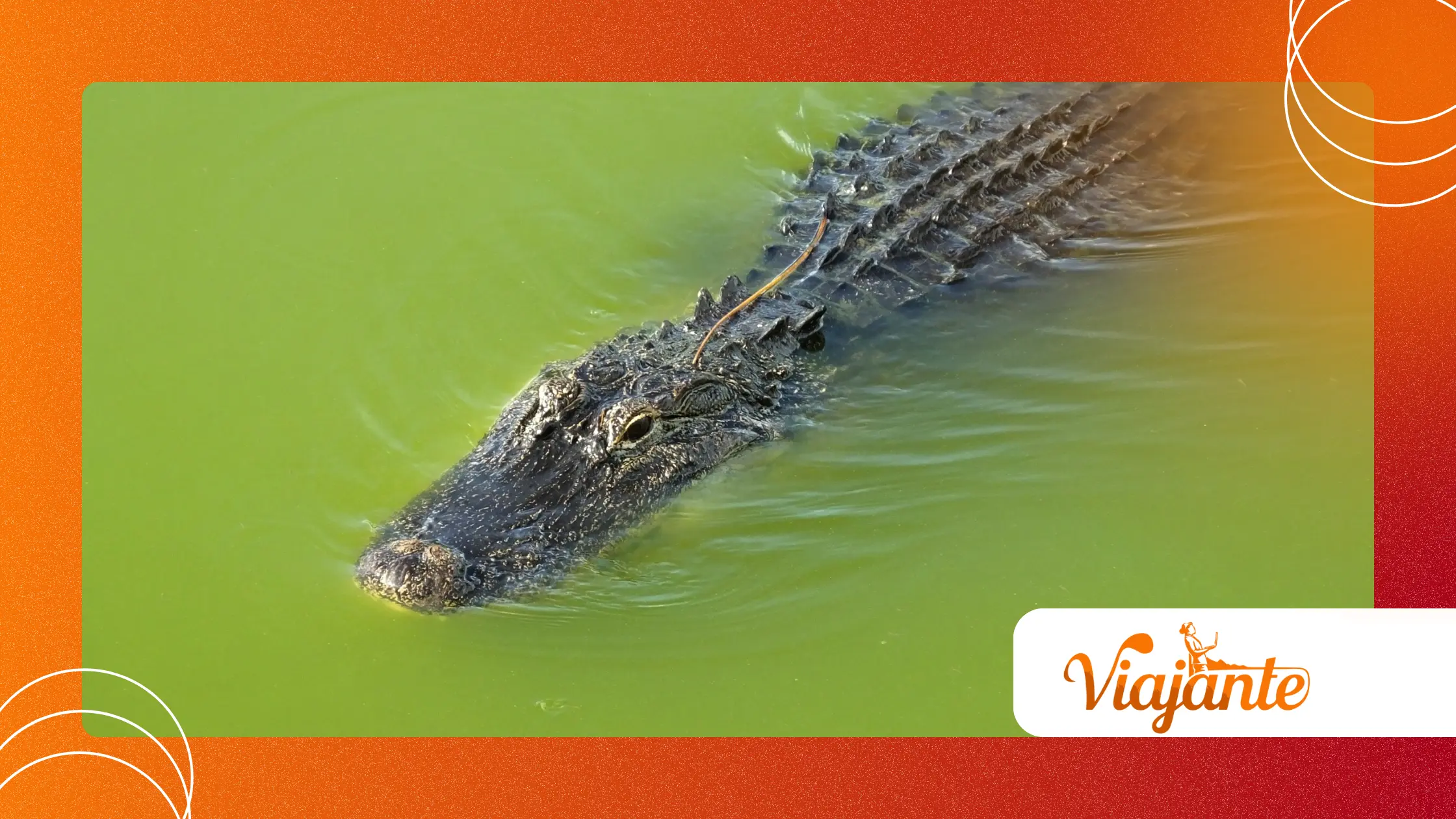 The Alligators in the Sewers: New York City’s Most Infamous Legend