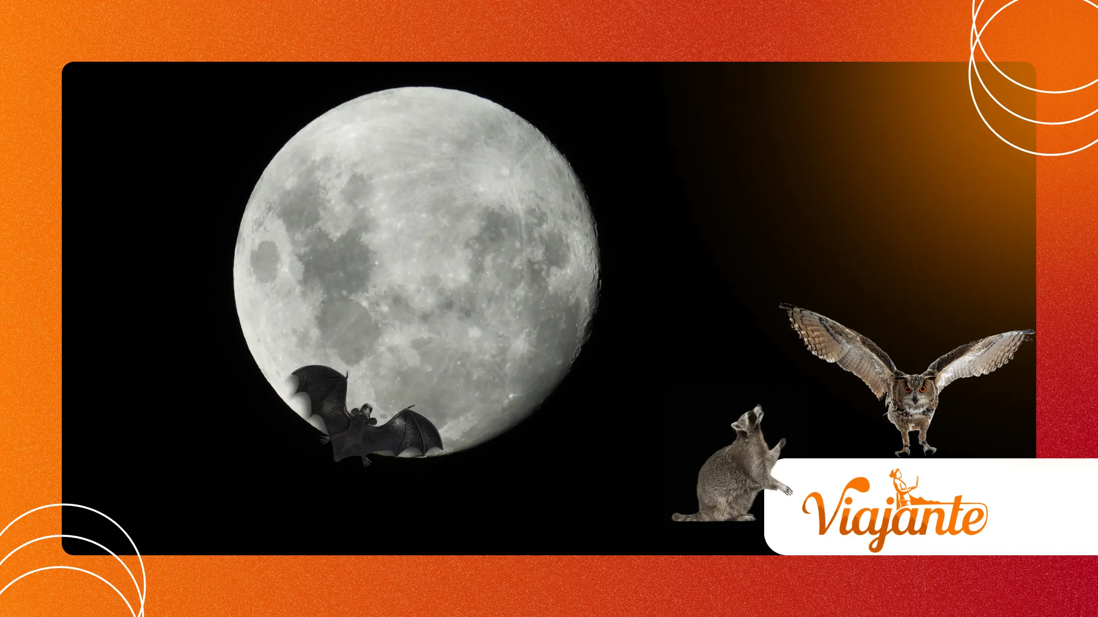 The Night Shift: Exploring the Hidden Lives of Nocturnal Animals