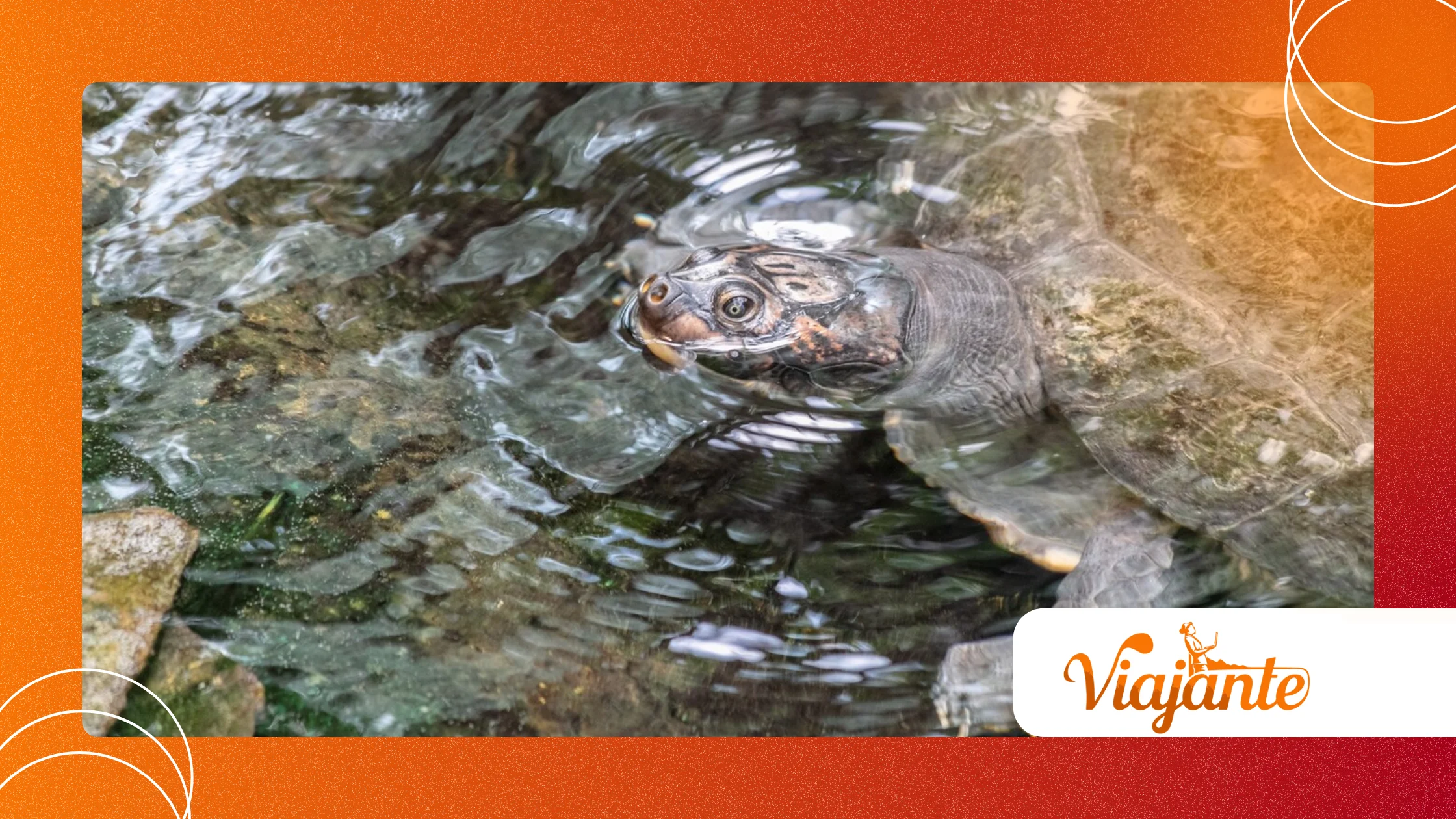 Endangered Species: How We Can Help Save Them from Extinction