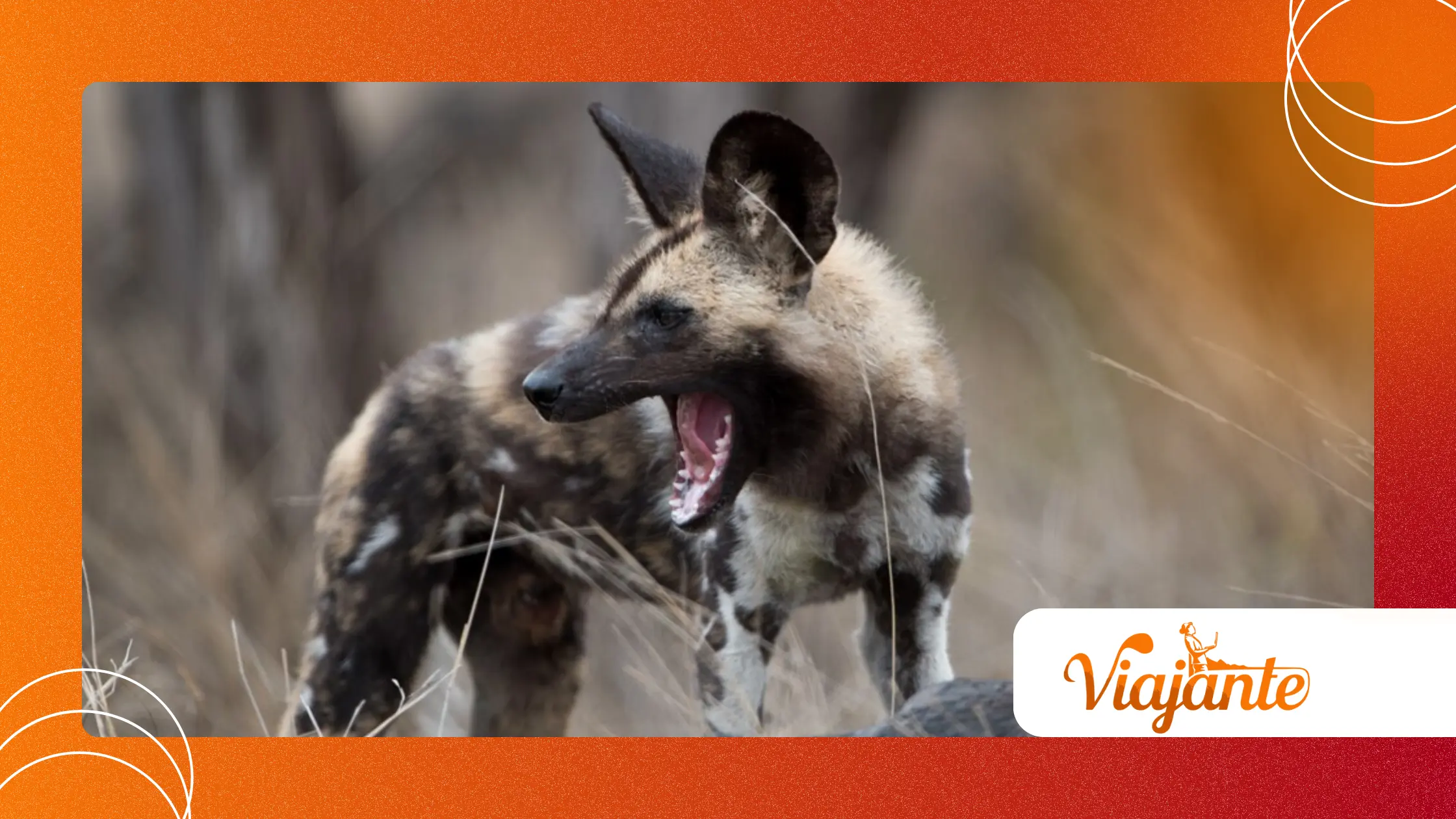 The Werehyena: The Terrifying Shapeshifter of East African Folklore