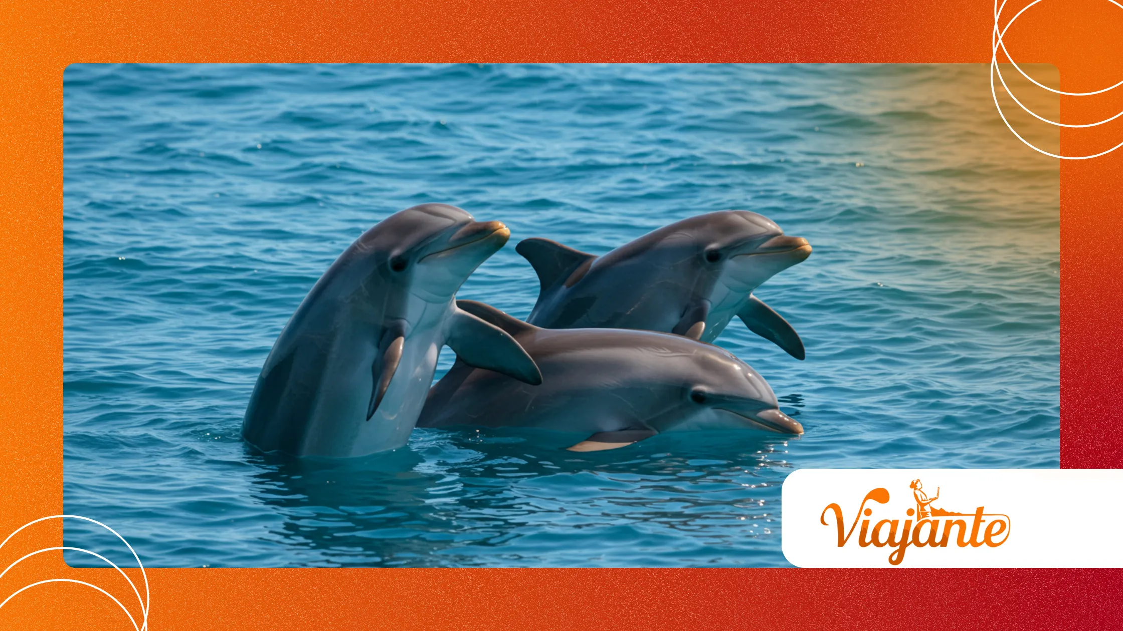 The Truth About Dolphins and Their Intelligence