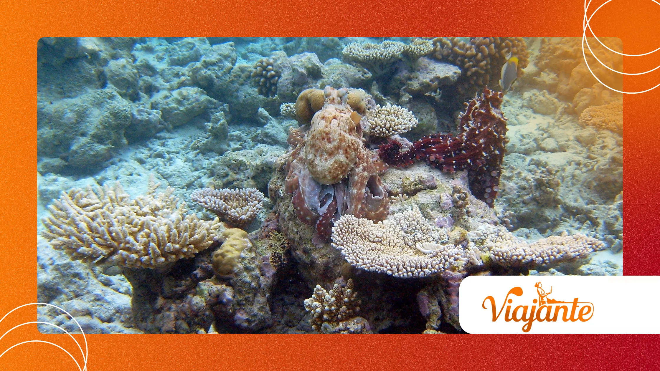 How Do Octopuses Outsmart Their Predators?