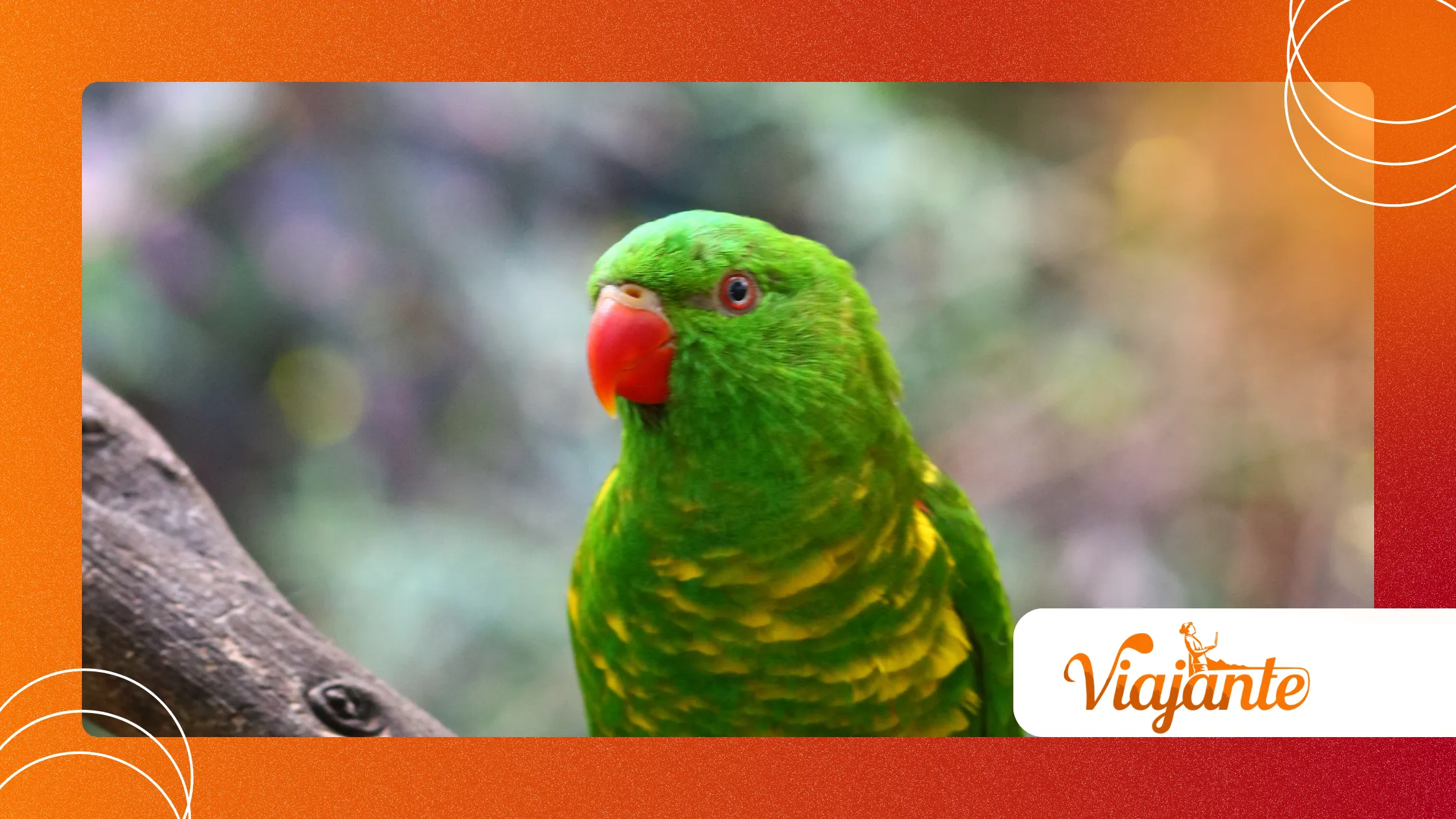 The “Parrots and Royalty: A Curious Historical Bond”